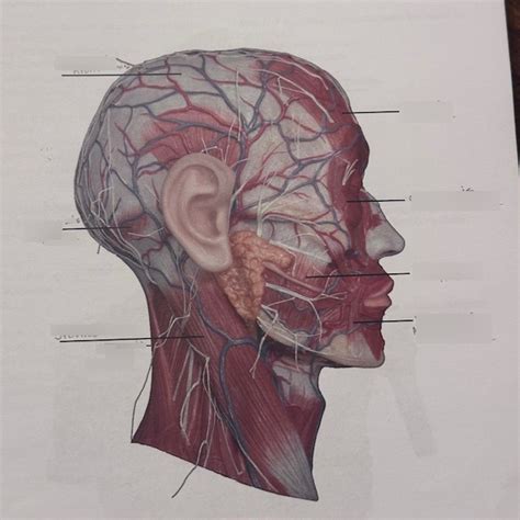 Lab 2 Diagram Quizlet Lab 2 Diagram Quizlet