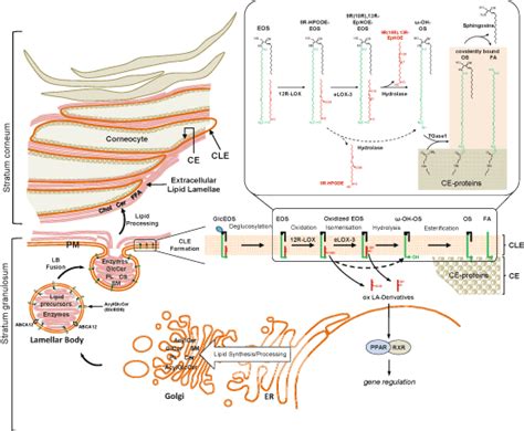 Metabolic And Structural Functions Of Lipoxygenases In Skin Plastic