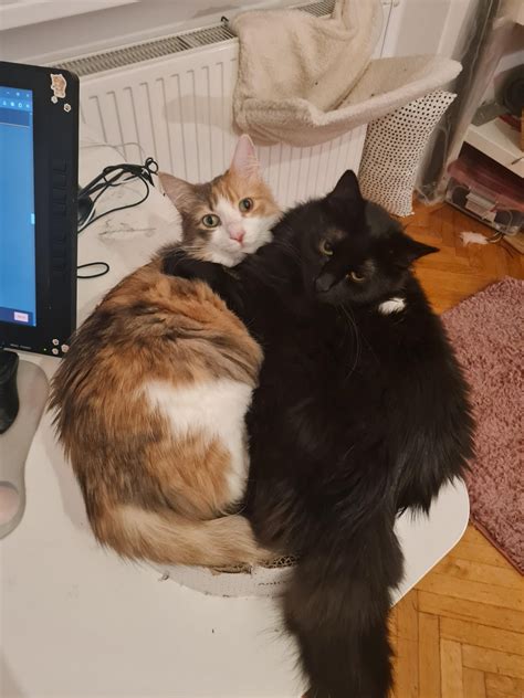 Kitty Cuddles R Bondedpairs