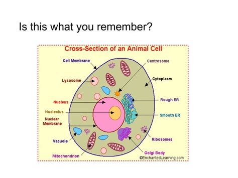 Cells Powerpoint Ppt