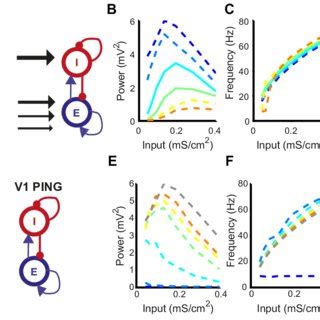 Investigation Of Effects Of Input To E And I Populations A C Role Of Download Scientific