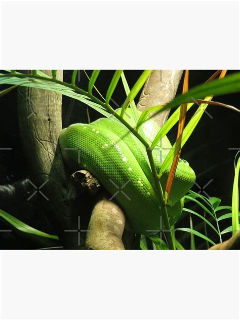 Emerald Tree Python And Palm Tree Poster For Sale By Greentiger1 Redbubble
