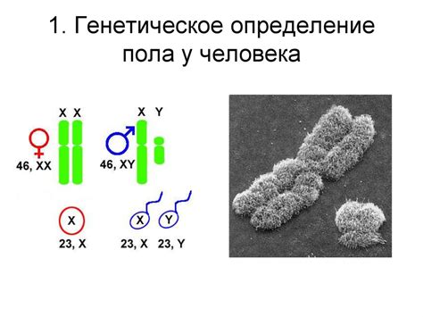 Пол и факторы его определяющие. Формирование пола у человека и его ...