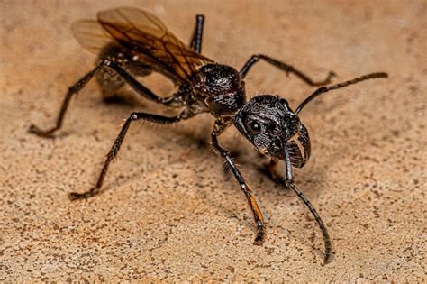 Premium Photo Adult Bullet Ant Queen