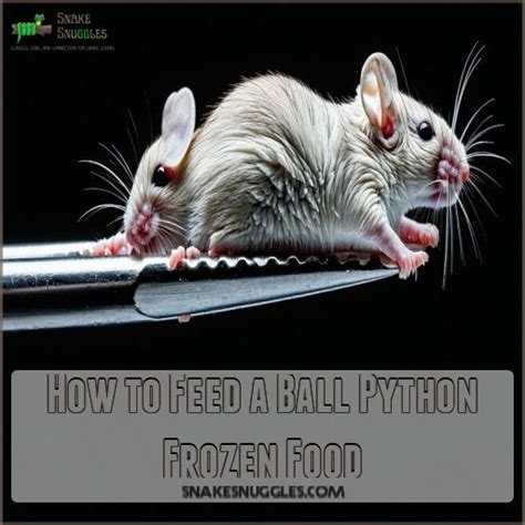 How To Feed A Ball Python Complete Guide Care Tips Schedule