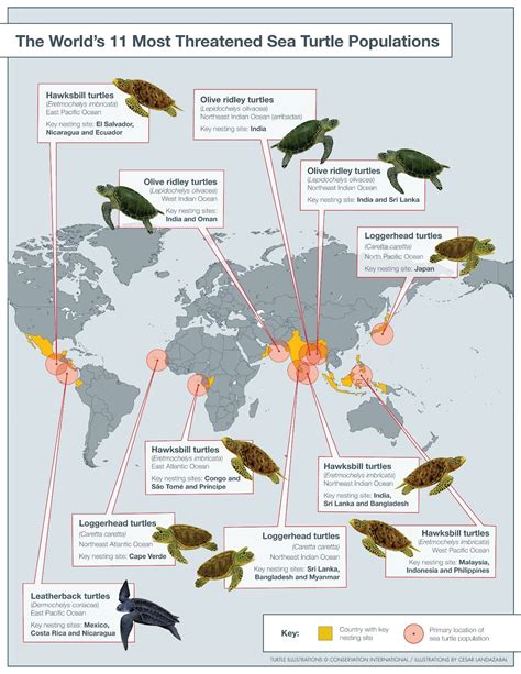 Turtle Conservation Society Of Malaysia Eshlynnbeck