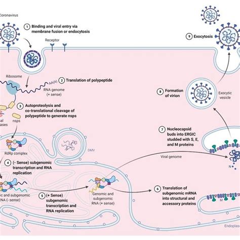 The Sars Cov 2 Life Cycle Download Scientific Diagram