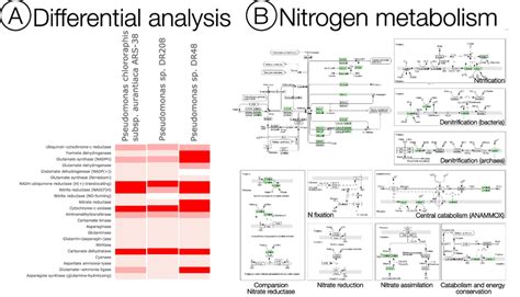 A Differential Occurrence Of The Genes In Mag Pseudomonas With Download Scientific Diagram