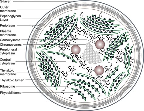 Schematic Detailing The Ultrastructure Of Synechocystis Sp Pcc 6803