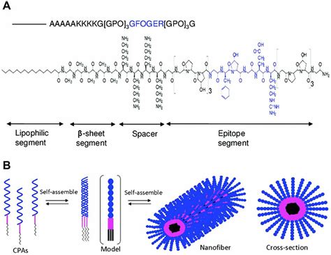 Generation Of Nanofibers Through The Self Assembly Of Collagen Mimetic