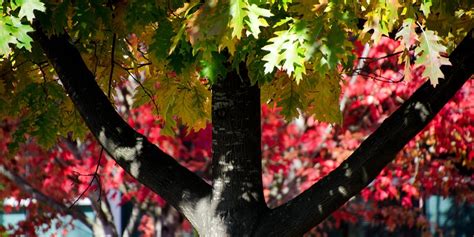 Cooling The Home With Shade Trees Visit The Plant Experts At Platt Hill Nursery