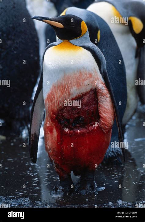 Leopard Seal Attack Penguin