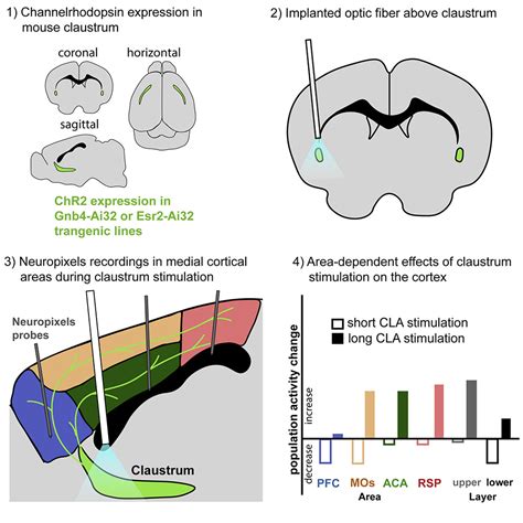Influence Of Claustrum On Cortex Varies By Area Layer And Cell Type Neuron