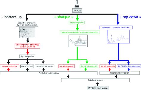 Element Specific Detection In Proteomic Canonical Protocols Download Scientific Diagram