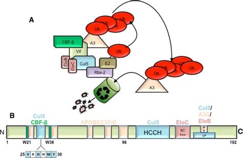 Model For Vif E3 Ligase Complex And Schematic Diagram Of Vif Residues