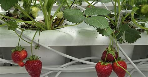 스마트농업 테스트베드 온실 봉화군 여름딸기 수확 임박”