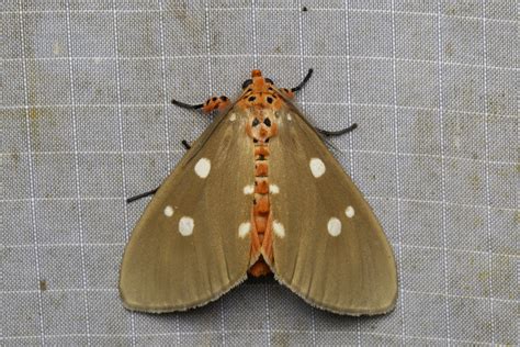Tinolius Eburneigutta From Mcm Nature Discovery Villa Stephens Place
