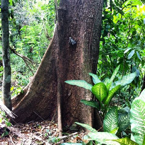 แอปเดล Apdel วิญญาณผู้พิทักษ์หมู่บ้าน ประเทศฟิลิปปินส์ อมรณา