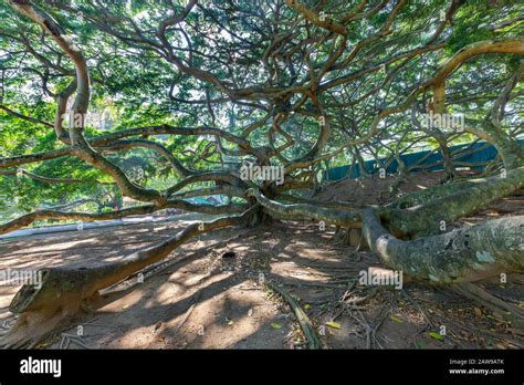 Old Fig Tree Hi Res Stock Photography And Images Alamy