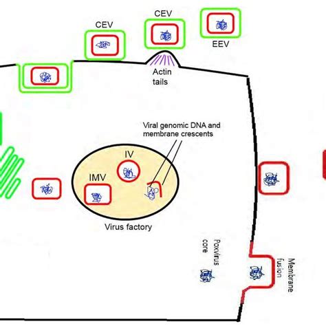 Morphological Structure Of Lsdv Haftu Et Al 2012 Download Scientific Diagram