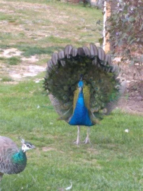 1 Blue India Blue Male Peacock And 2 Peahens