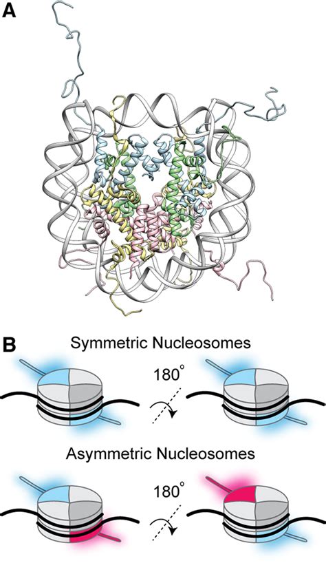 Structure And Symmetry Of Nucleosomes A Crystal Structure Pdb 1kx5 Download Scientific