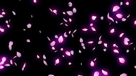 Animated Background Cherry Blossom Stock Video Footage For Free Download