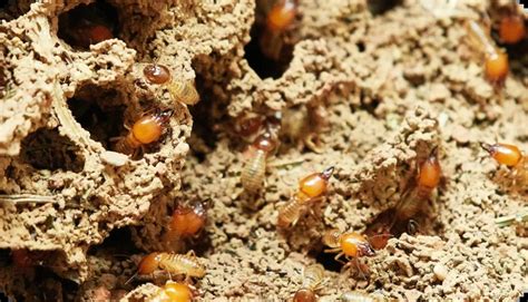 Termite Control Services In Frisco Tx Safe Pro Pest