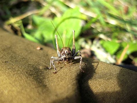 Gray Grasshopper On The Gray Background One Day Parasite Photo And