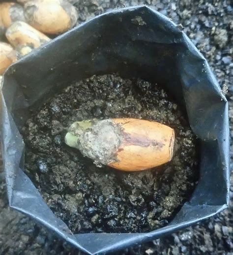 Cara Semai Biji Durian Teknik Sambung Pucuk Durian Cara Mempercepat