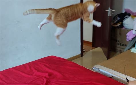 起飞…小猫咪充实健康且阳光的一天！ 撸猫师兄 撸猫师兄 哔哩哔哩视频