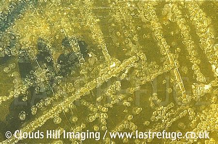 Streptomyces Junglekey Fr Image 50