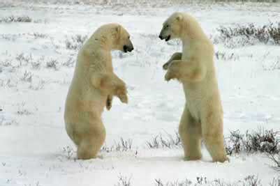 Filetwo Polar Bears Sparring Wikimedia Commons