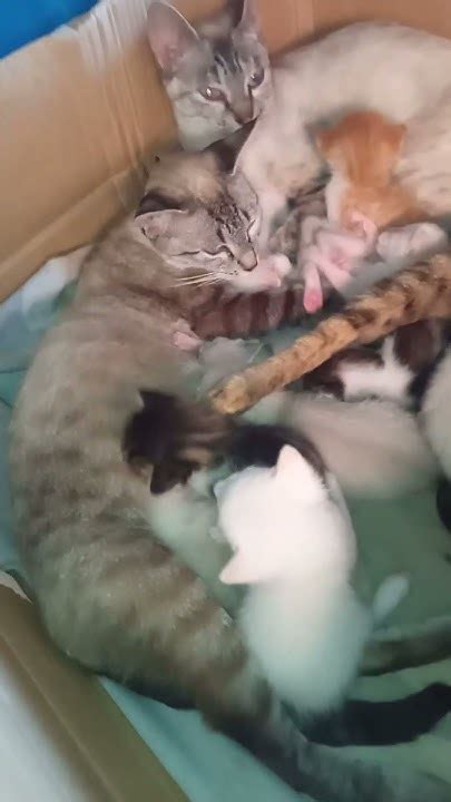 As Três Gatas Junto Com Os Filhotes Dentro Da Caixa Gatinho Cat