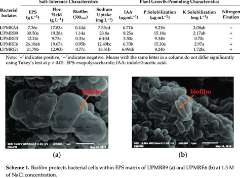 Salt Tolerance And Plant Growth Promoting Traits Of Selected Bacterial Download Scientific