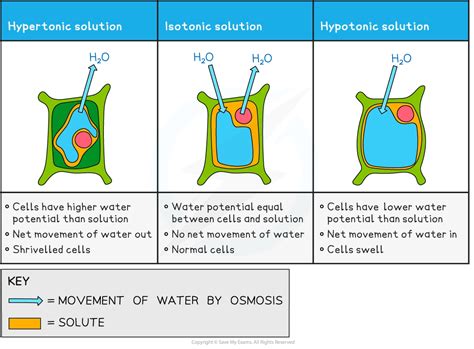 Tonicity And Osmosis Worksheet 6037144 Tonicity Practice