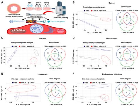 Calciprotein Particles Induce Cellular Compartment Specific Proteome Alterations In Human