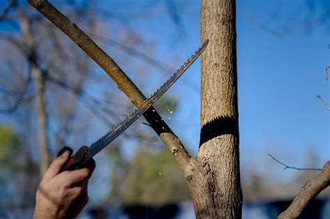 How To Prune With The 3 Cut Method Leaf And Limb