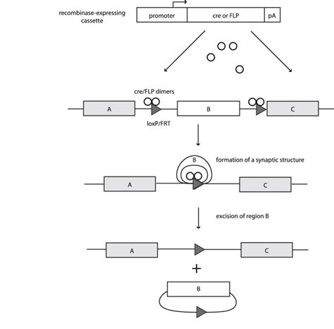 Genomic Engineering Using Cre Flp Mediated Dna Recombination Cre Or