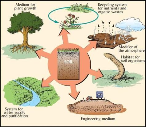 The Many Functions And Ecosystem Services Performed By Soil Can Be