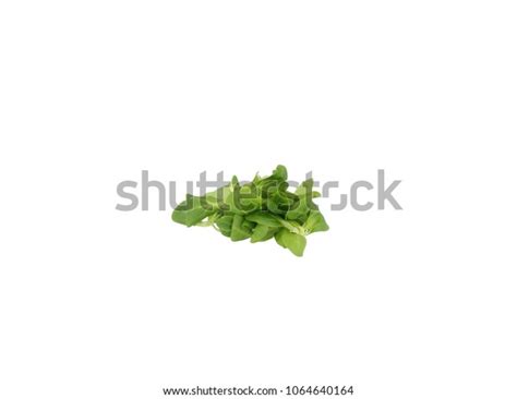 Mache Common Cornsalad Rapunzel Field Salad Stock Photo Shutterstock