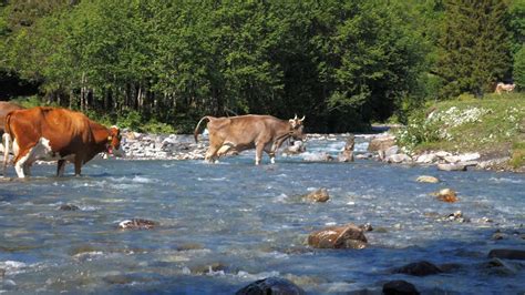 Cattle Mating Videos Download 243 Free 4k And Hd Stock Footage Clips