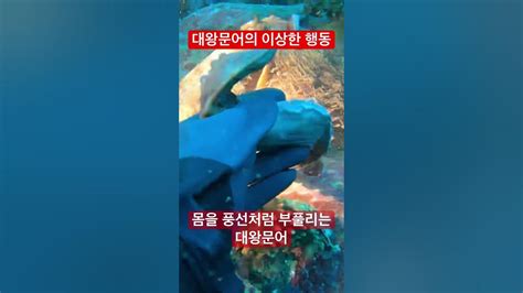 대왕문어의 이상한 행동 동해바다의 대왕문어 Octopus 스쿠버라인 스쿠버다이빙교육 동해바다문어 동해바다대왕문어 Eastseaoctopus Youtube
