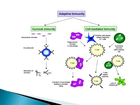 Classification Of Immune System Old And New Classification