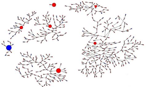 Diagram Of Respondent Driven Sampling Procedures Among Msm In Chongqing Download Scientific