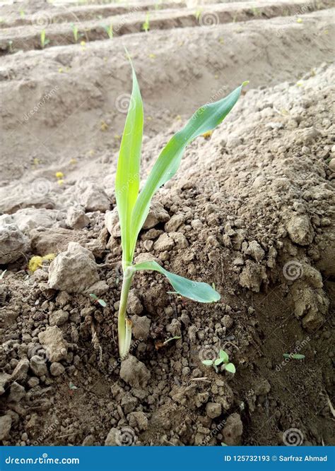 Maize Plant Growth Stage And X28v3 Stageand X29 Stock Image Image Of