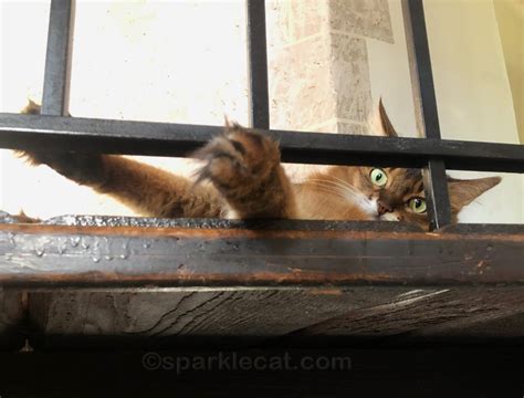 impromptu playtime and photo session summer s fabulous cat life