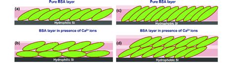 Schematic Proposed Monolayer And Bilayer Structures Of Pure And Ca 2 Download Scientific