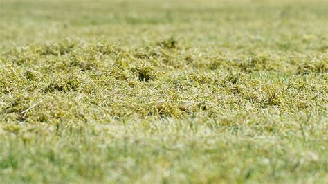 Grass Floor Background Images Hd Pictures And Wallpaper For Free