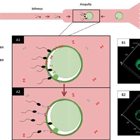 Proposed Model For The Role Of The Plasminogenplasmin System During